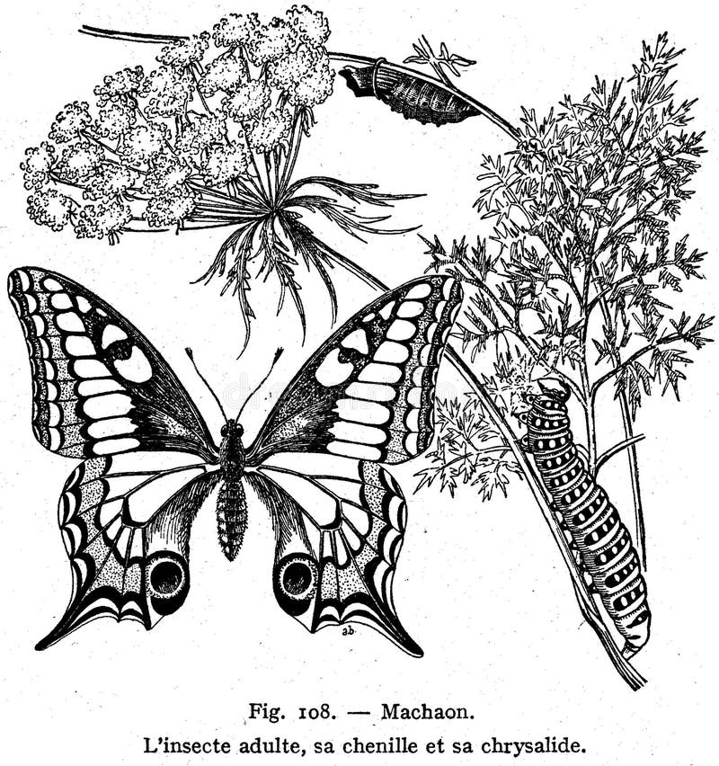 Machaon stock image. Image of - 82999569