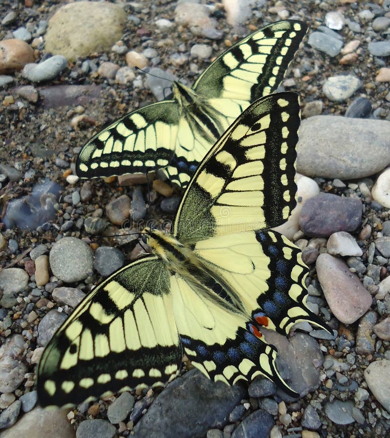 Machaon stock photo. Image of insect, flier, black, wings - 30345160