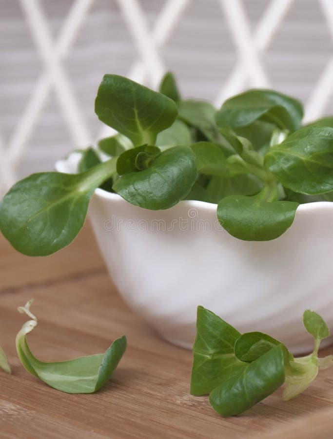 Mache Lettuce, Corn Salad, Freshly Harvested Stock Image - Image of ...