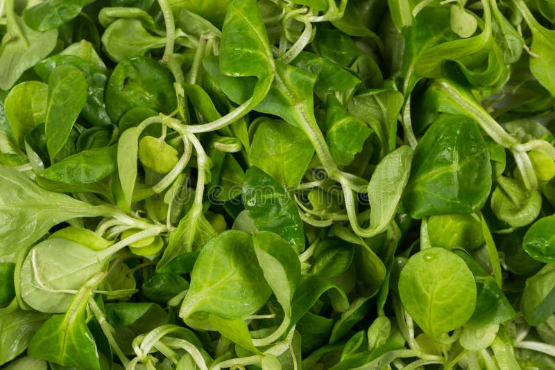 Mache lettuce green salad stock image. Image of plant - 218511331