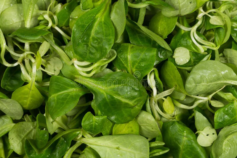 Mache lettuce green salad stock image. Image of leaf - 219128301