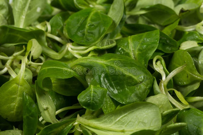 Mache lettuce green salad stock photo. Image of lettuce - 288170390