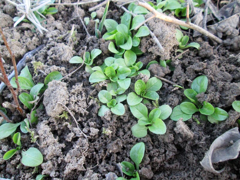 Mache Lettuce Seedlings Stock Photos - Free & Royalty-Free Stock Photos ...