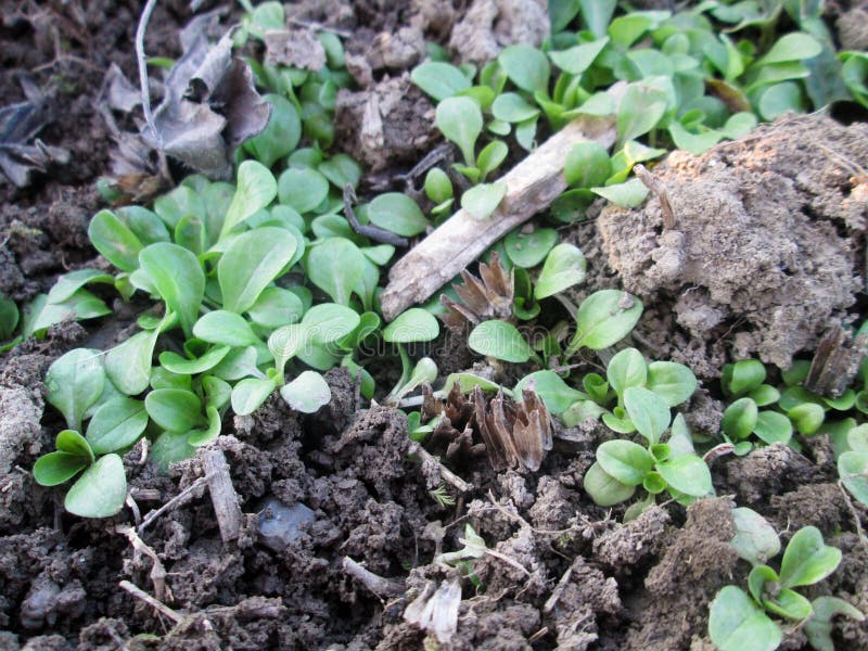 Mache lettuce seedlings stock image. Image of leaf, agricultural - 85731055