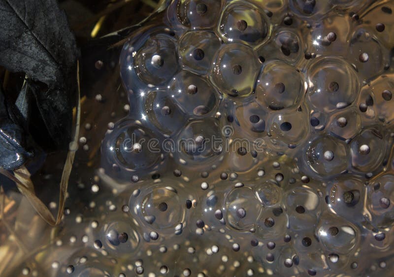 Froscheier im Amazonas stockfoto. Bild von gelee, blatt - 22824436