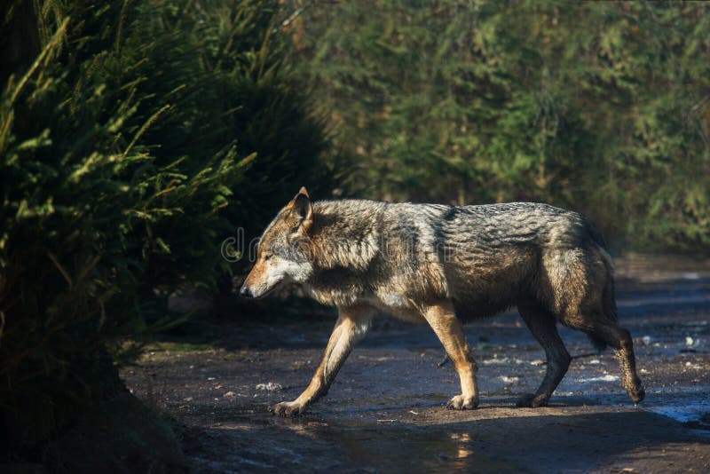 Machen Sie Grauen Wolf Im Wald Nach Dem Regen Nass Stockbild - Bild von ...