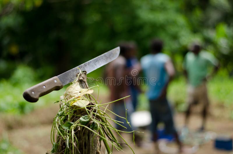 Machete in Vanuatu stock image. Image of machete, trunk - 38731217