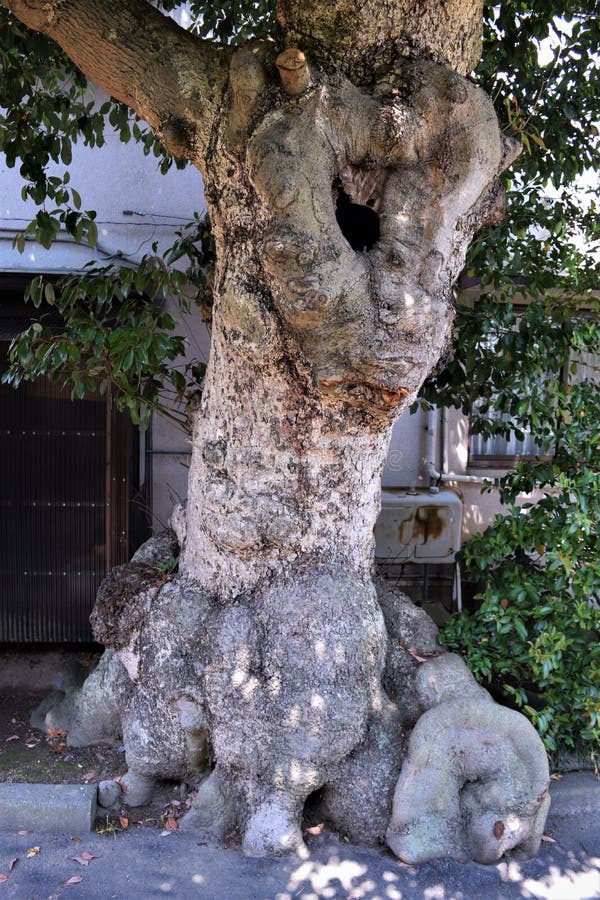 Machilus stock image. Image of tree, nature, plant, green - 94044011