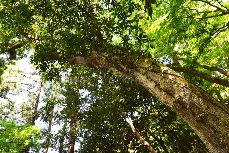 Machilus Thunbergii Tabunoki Tree Flower Buds. Stock Photo - Image of ...
