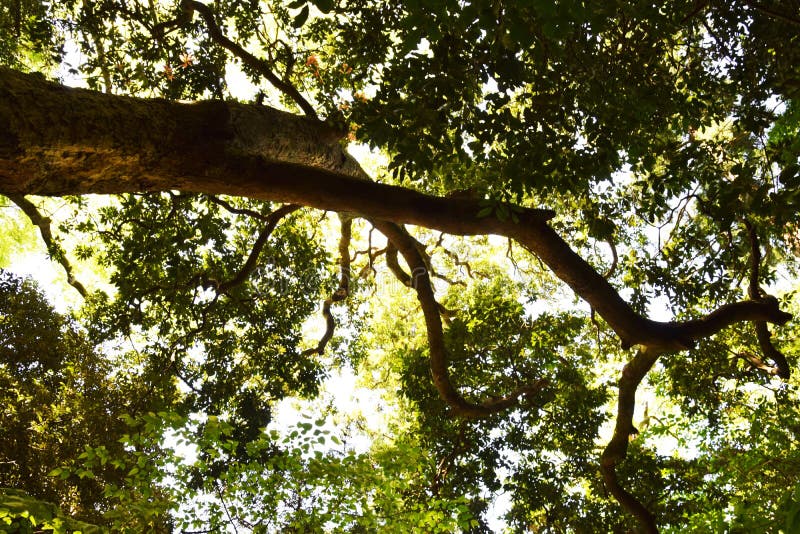 Machilus Thunbergii Tabunoki Tree Flower Buds. Stock Photo - Image of ...
