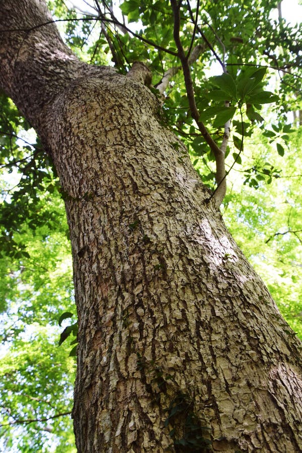 Incense Machilus Tree with Flowers on Blue Sky Stock Image - Image of ...