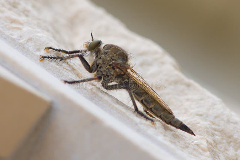 Machimus atricapillus stock image. Image of zoology, creature - 76564391