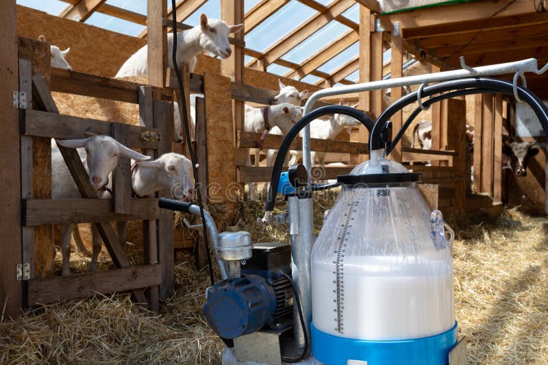 Machine for Automatic Milking in a Livestock Building with Goats Stock ...