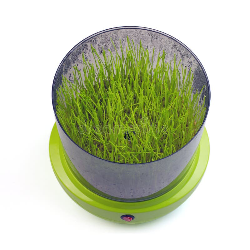 Machine for Automatic Sprouting Grains Stock Photo - Image of germ ...