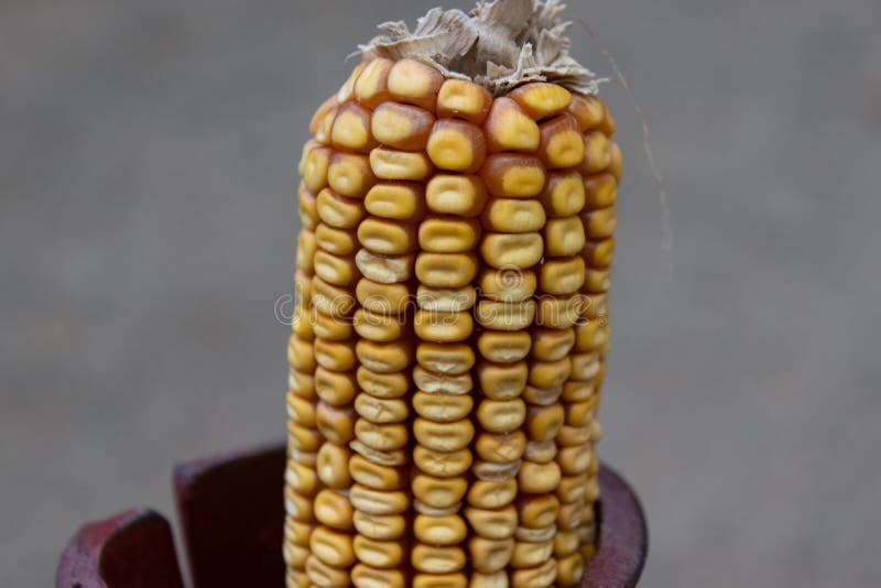 Old Machine Corn in Public Park Stock Image - Image of corn, vintage ...