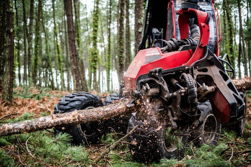 Harvester Machine Cutting Logs after Falling Pine Tree in Close-up ...