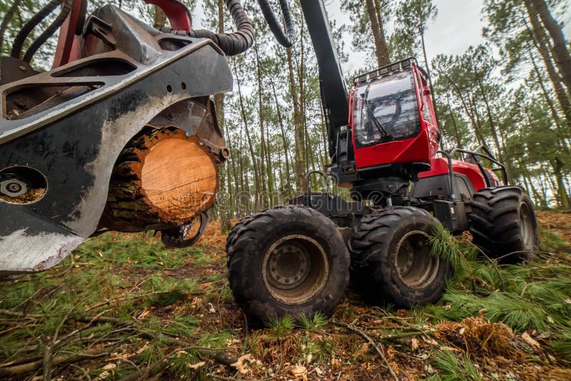 Harvester Machine Cutting Logs after Falling Pine Tree in Close-up ...