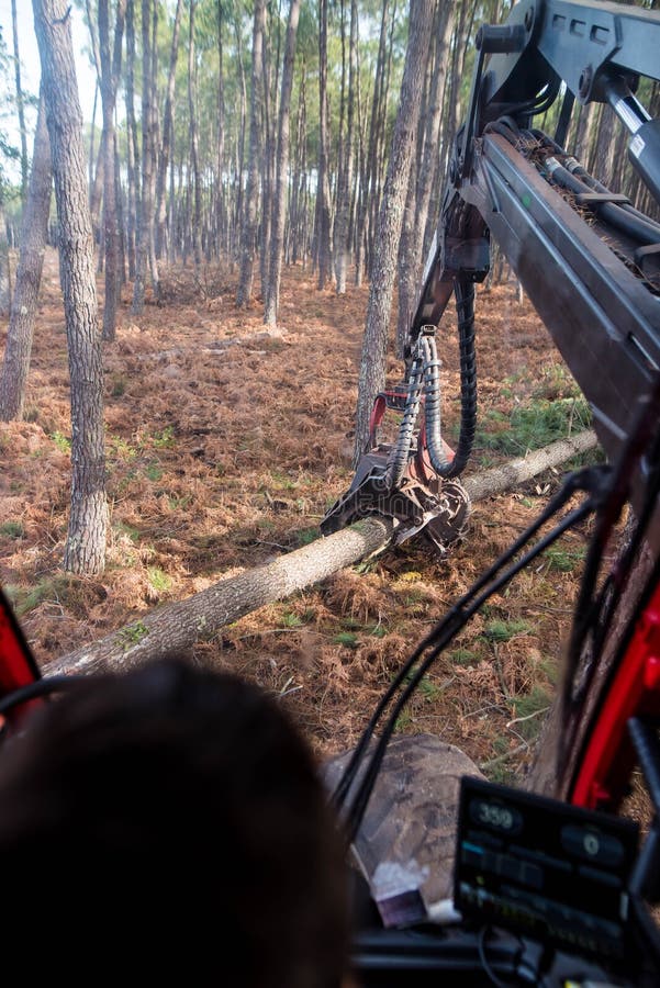 Inside View of Logging Industry Machine Cutting Logs Stock Photo ...