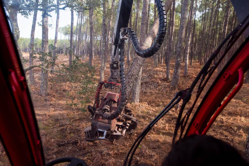 Inside View of Logging Industry Machine Cutting Logs Stock Image ...