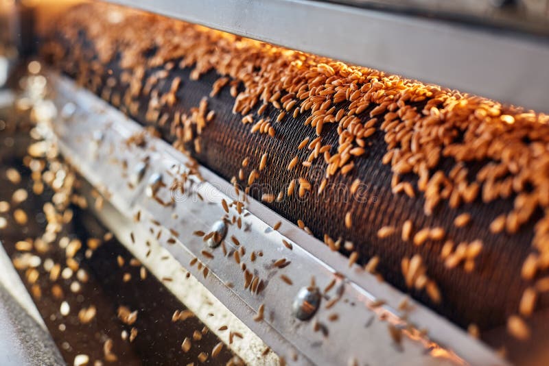 Machine Drying Wheat Grains on Conveyor Stock Photo - Image of farm ...