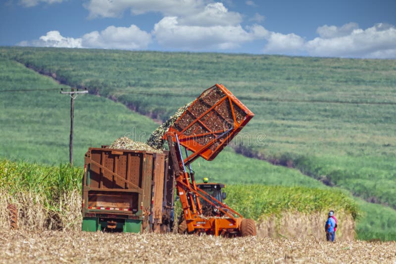 Machine Harvesting Sugar Cane Plantation Editorial Photography - Image ...
