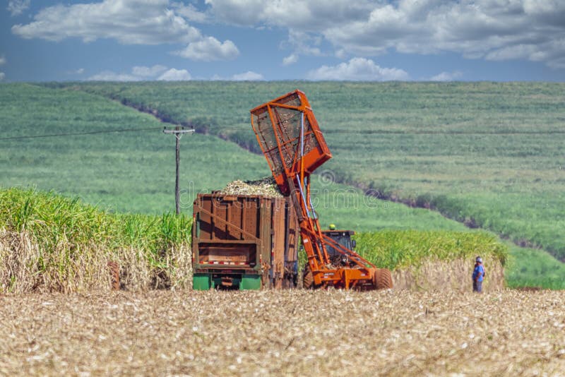 Machine Harvesting Sugar Cane Plantation Editorial Photography - Image ...