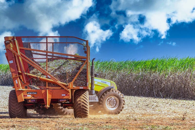 Machine Harvesting Sugar Cane Plantation Editorial Photo - Image of ...
