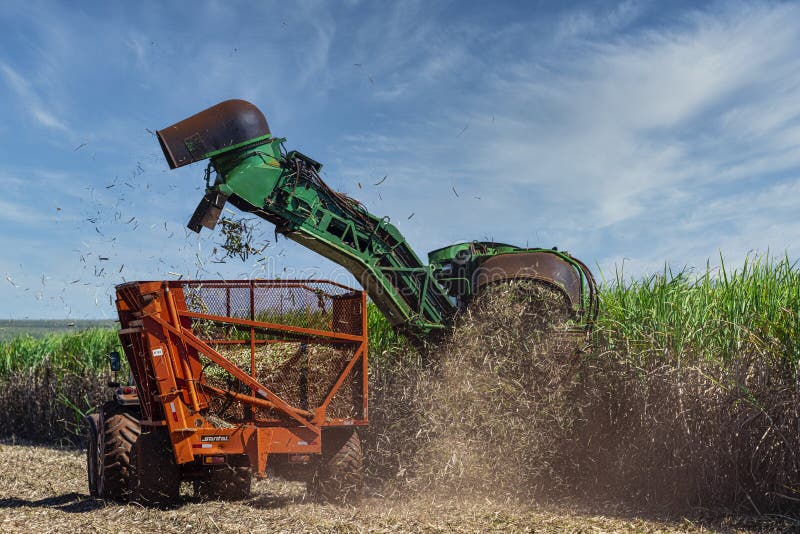 Machine Harvesting Sugar Cane Plantation Editorial Photo - Image of ...