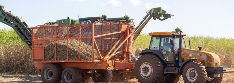 Machine Harvesting Sugar Cane Plantation Editorial Photo - Image of ...