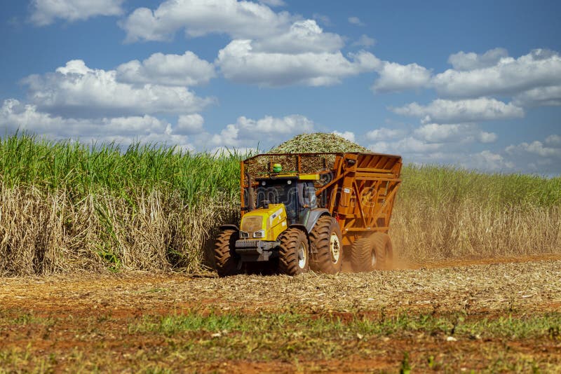 Machine Harvesting Sugar Cane Plantation Editorial Photography - Image ...