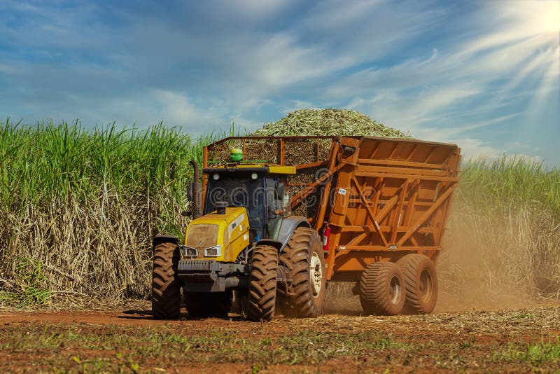 Machine Harvesting Sugar Cane Plantation Editorial Photo - Image of ...