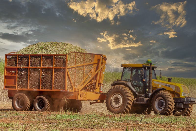 Machine Harvesting Sugar Cane Plantation Editorial Image - Image of ...