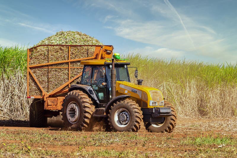 Machine Harvesting Sugar Cane Plantation Editorial Photo - Image of ...