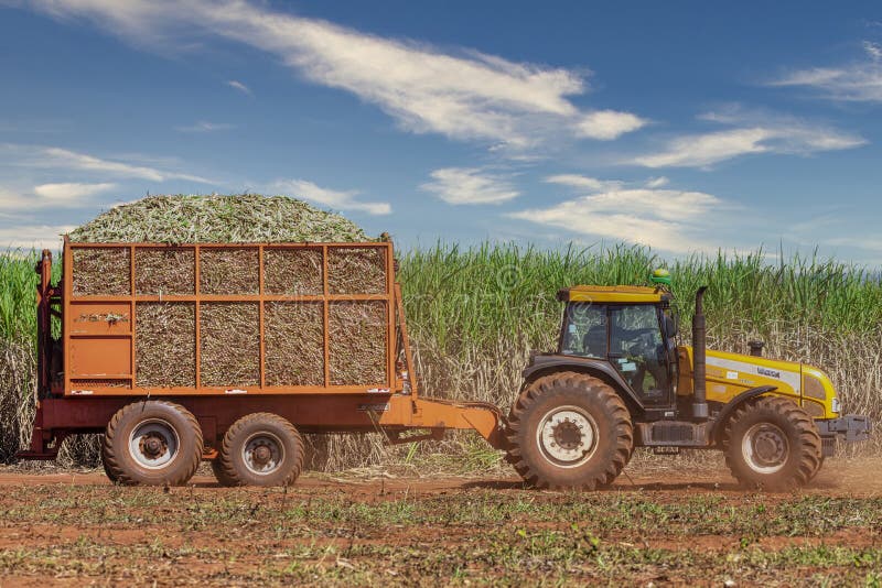 Machine Harvesting Sugar Cane Plantation Editorial Stock Image - Image ...