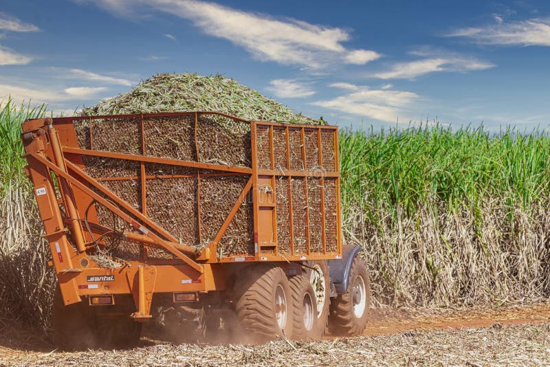 Machine Harvesting Sugar Cane Plantation Editorial Photo - Image of ...