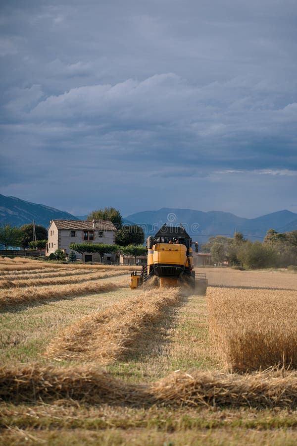 Machine Harvesting Wheat Fields in Summer Stock Image - Image of ...