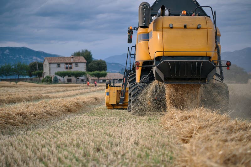 Machine Harvesting Wheat Fields in Summer Stock Photo - Image of crop ...