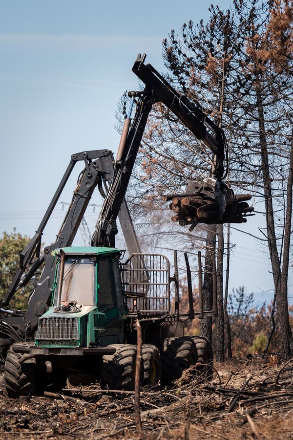 Machine Loading Bunch of Logs into a Trailer Stock Image - Image of ...