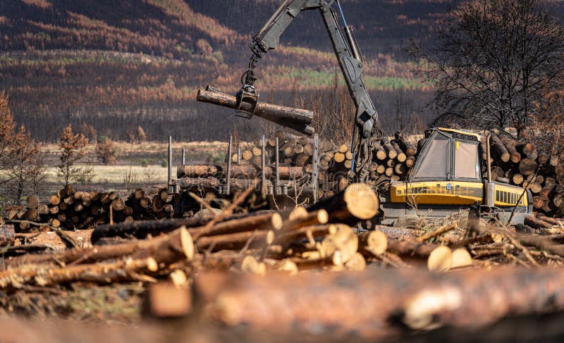 Machine Loading Logs into the Trailer after Fire Stock Image - Image of ...