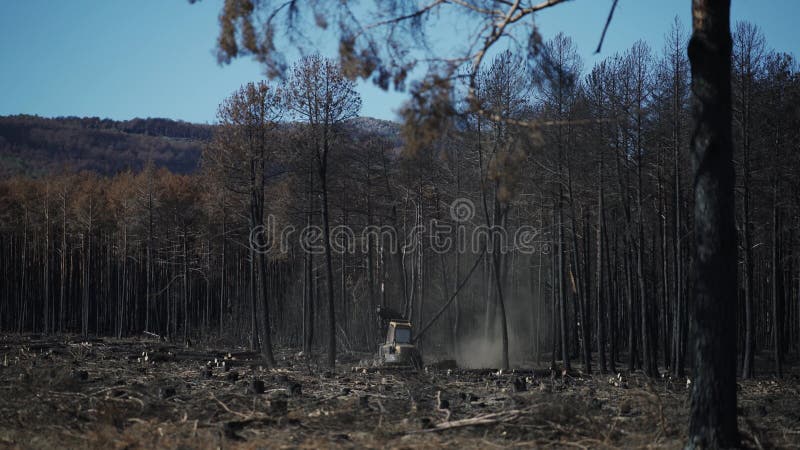 Machine Logging the Burnt Forest after Fire Stock Video - Video of ...