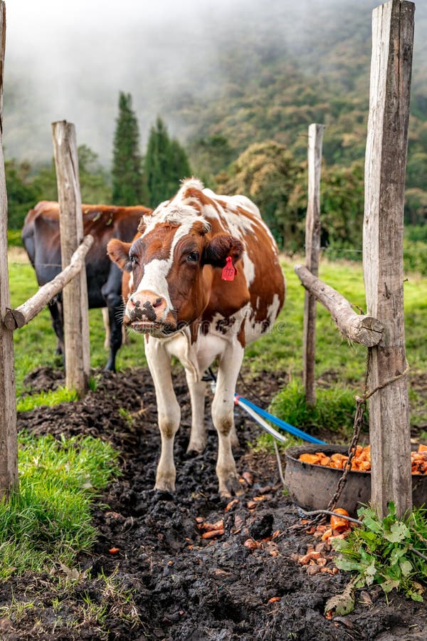 Machine Milking Cows in the Farmyard Stock Image - Image of equipment ...