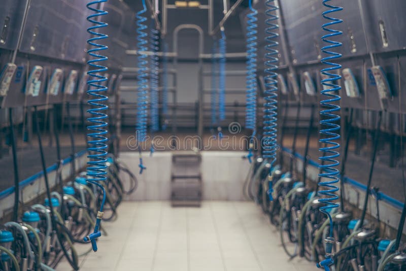 Machine Milking Cows Using Milking Machines on the Farm Stock Photo ...