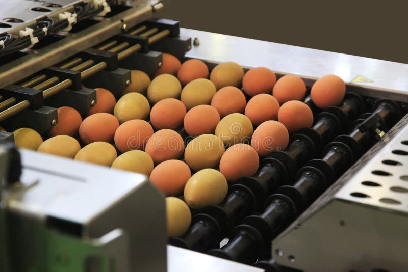 Machine for packing eggs stock image. Image of chicken - 101825843