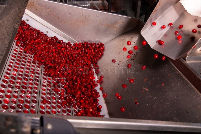 Machine Process of Sorting Cherries before Freezing. Stock Photo ...