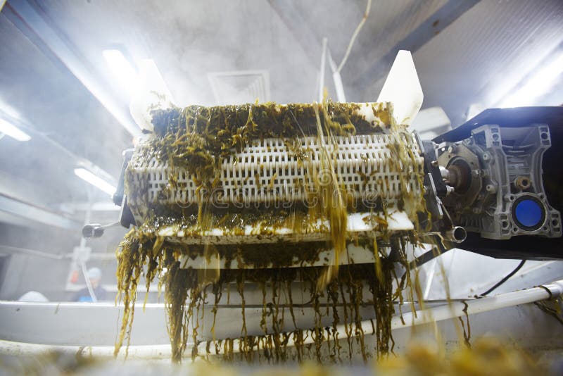 Mixing seaweed stock photo. Image of occupation, object - 107730350