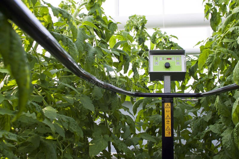 Machine on the Rails for Maintenance Tomatoes Plants Growing Inside a ...