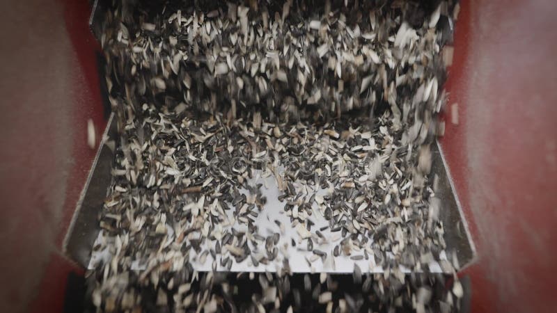 Husk from Sunflower Seeds in the Plate Stock Footage - Video of chew ...