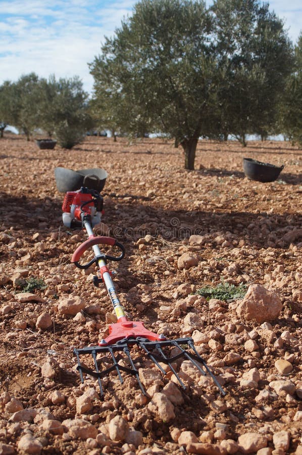 Machine To Vibrate the Olives and Make the Olives Fall Stock Photo ...