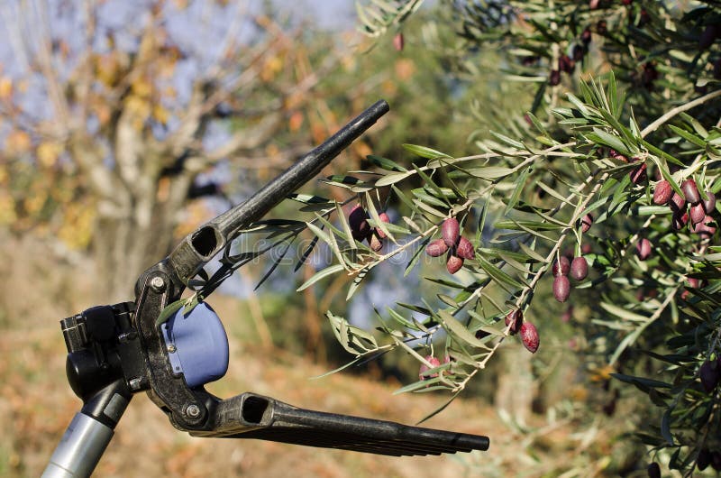 Olive stock photo. Image of olive, olivetree, country - 35243154