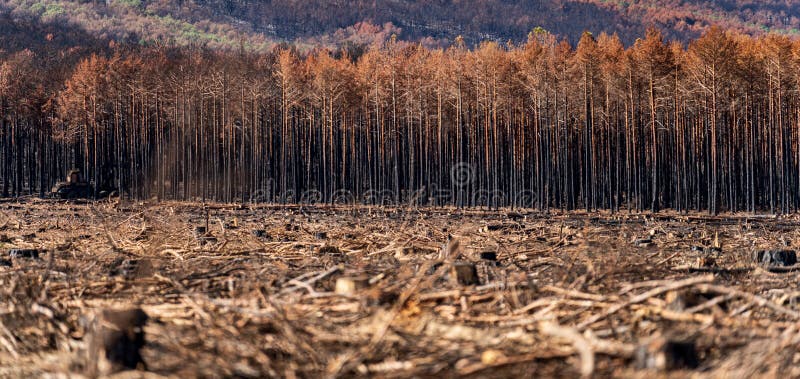Machine Working on Burnt Pine Tree Forest Stock Photo - Image of nature ...